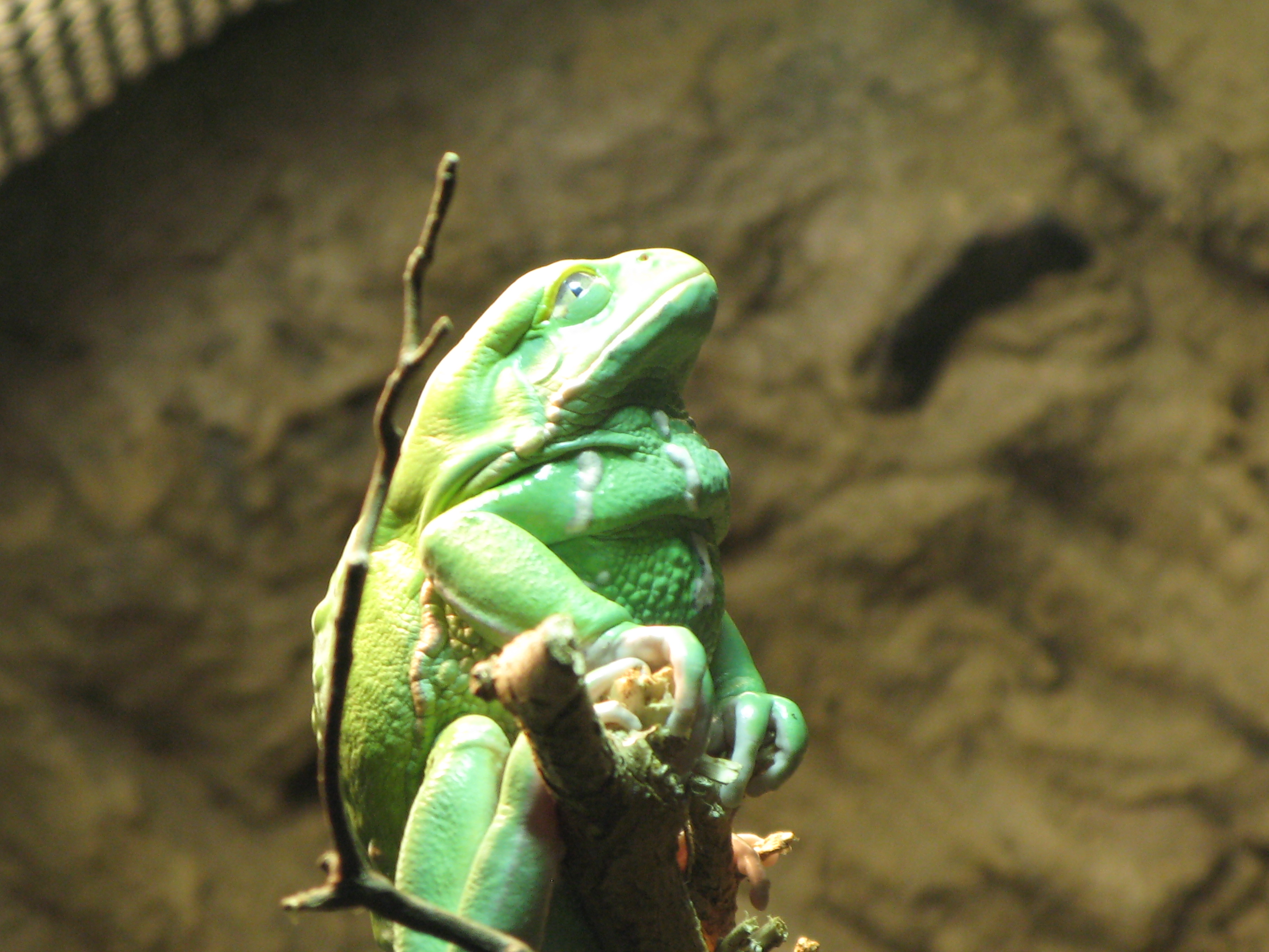 Fun with Frogs - Rockin Mama™