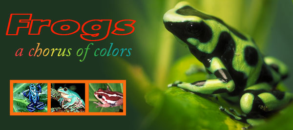 Fun with Frogs - Rockin Mama™