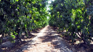 Locally Grown Peaches: From Tree to Table - Rockin Mama™