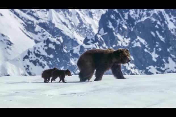 Disneynature BEARS Review + Free Educator's Guide and Printable ...