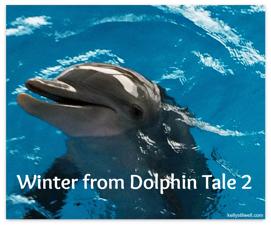 A Visit to Winter's Home at Clearwater Marine Aquarium #DolphinTale2 ...