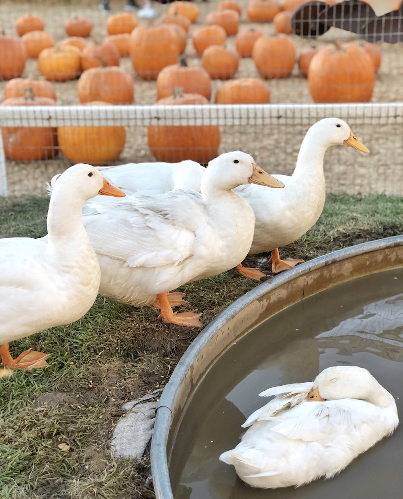 7 Ways to Celebrate Fall at Pumpkin City's Pumpkin Farm - Rockin Mama™