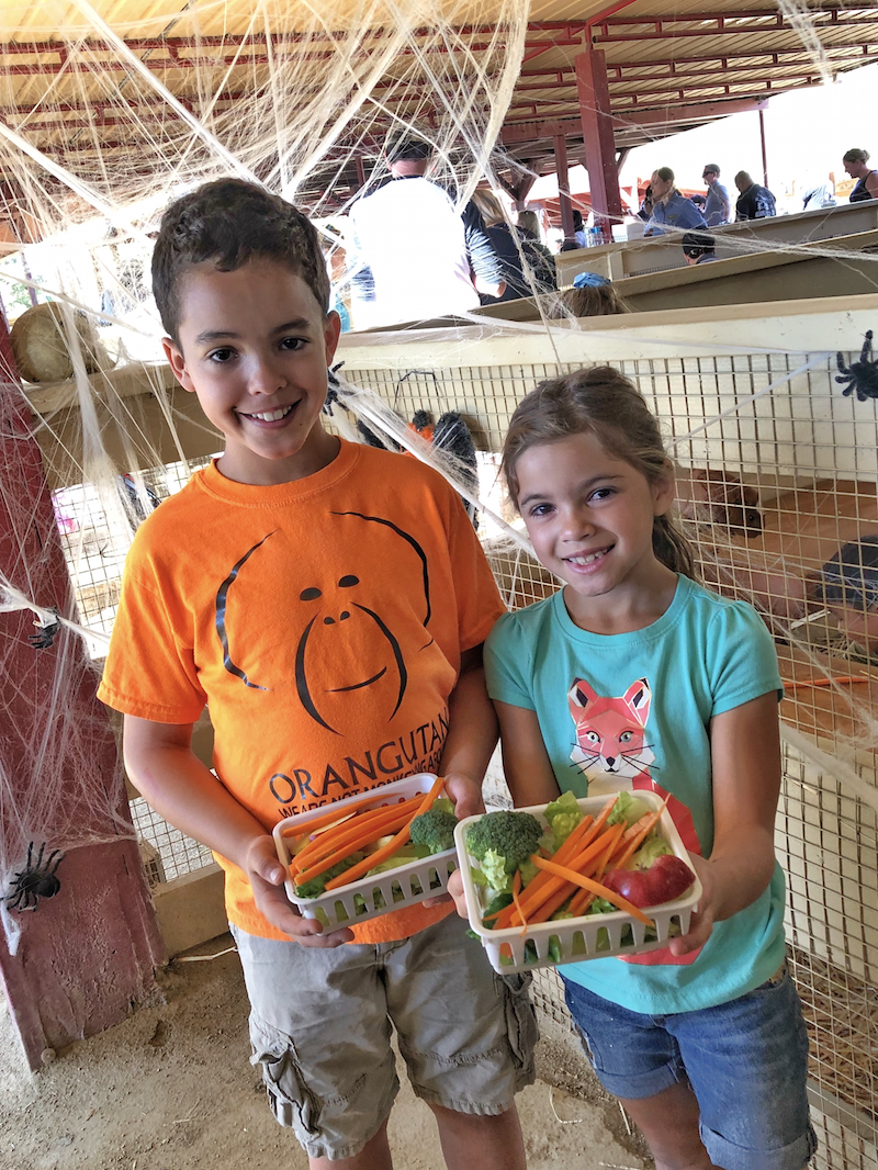 5 Things to Do at Zoomars With Kids - Rockin Mama™