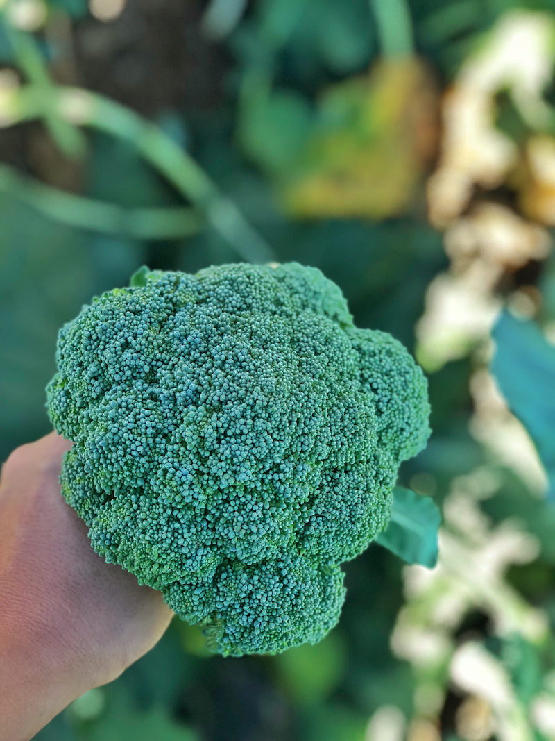 Farming in California - What it Takes To Feed a Nation - Rockin Mama™