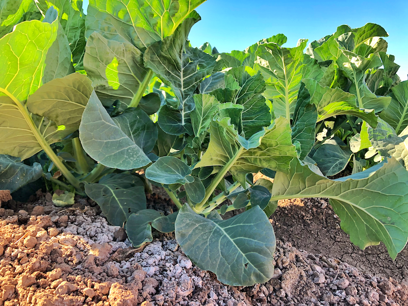 Farming in California - What it Takes To Feed a Nation - Rockin Mama™