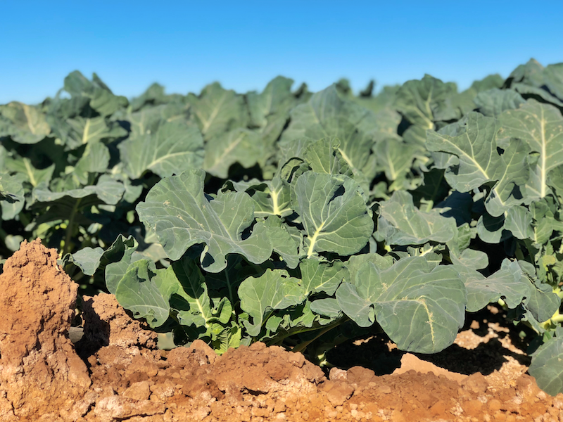 Farming in California - What it Takes To Feed a Nation - Rockin Mama™