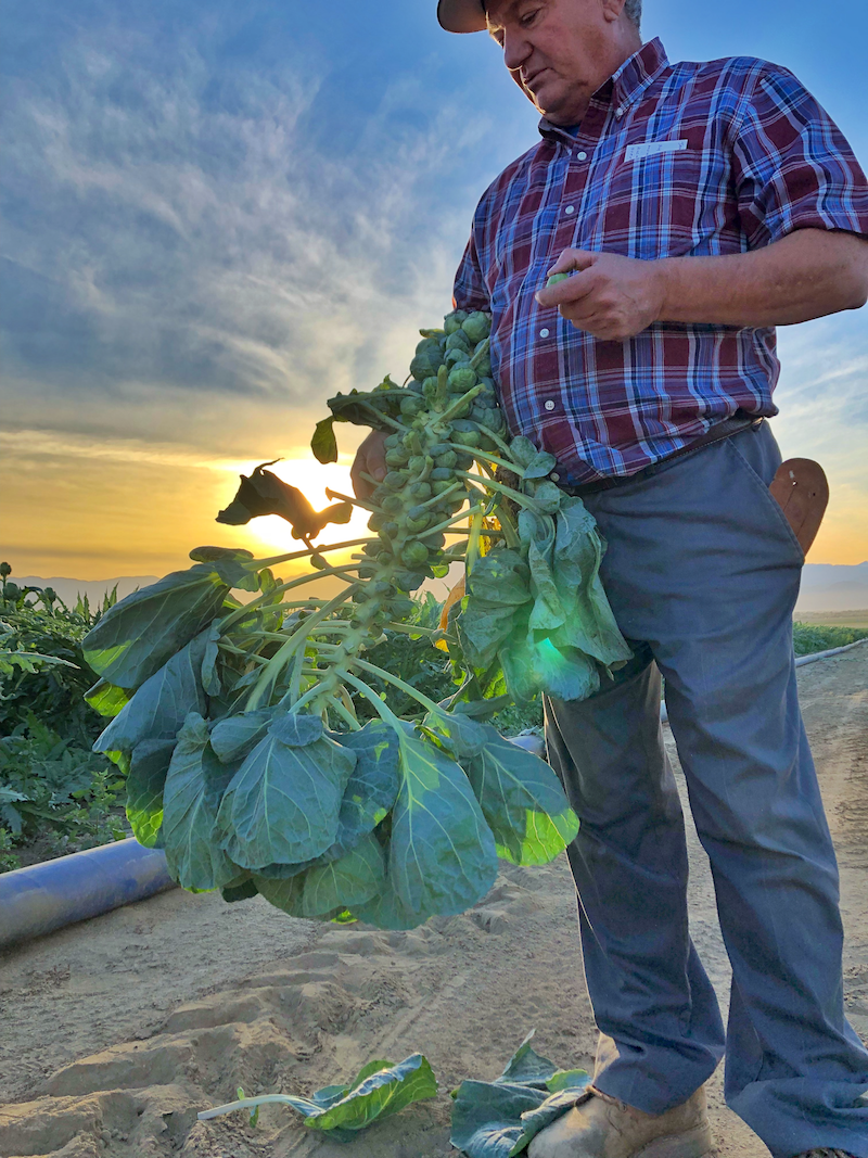 Farming in California - What it Takes To Feed a Nation