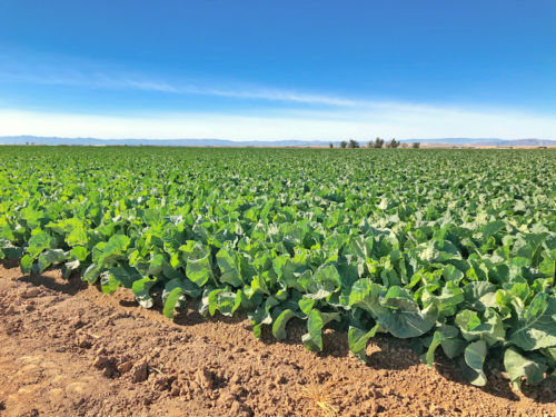 Farming in California - What it Takes To Feed a Nation - Rockin Mama™