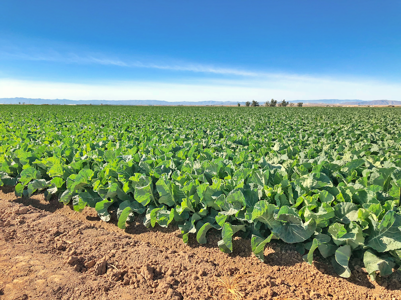 Farming in California - What it Takes To Feed a Nation - Rockin Mama™