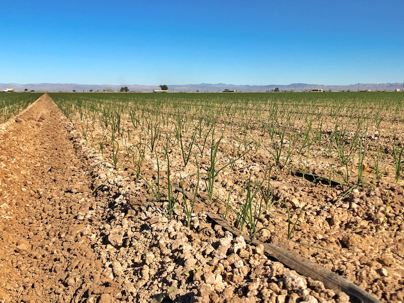 Farming in California - What it Takes To Feed a Nation - Rockin Mama™