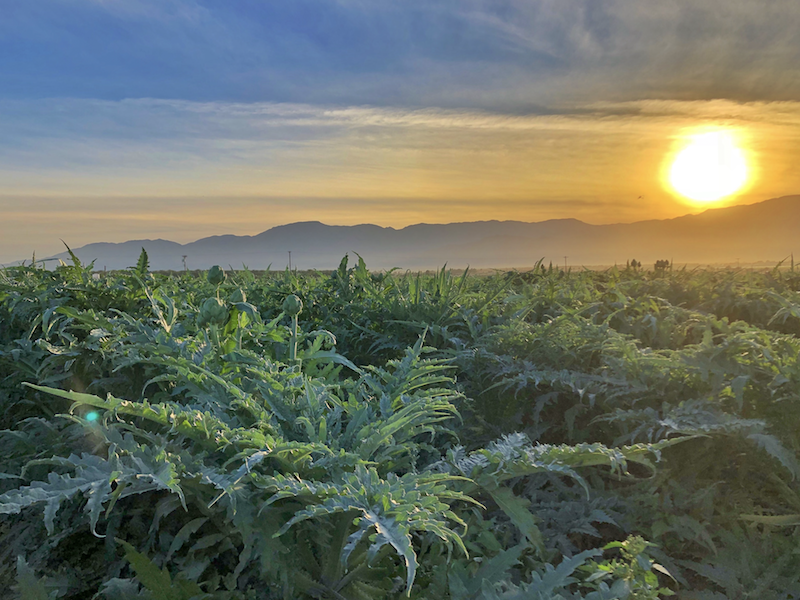 Farming in California - What it Takes To Feed a Nation - Rockin Mama™