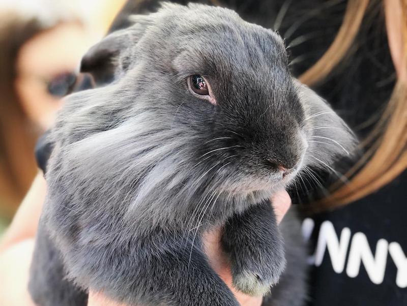 A Modern Day Peter Rabbit - Rockin Mama™