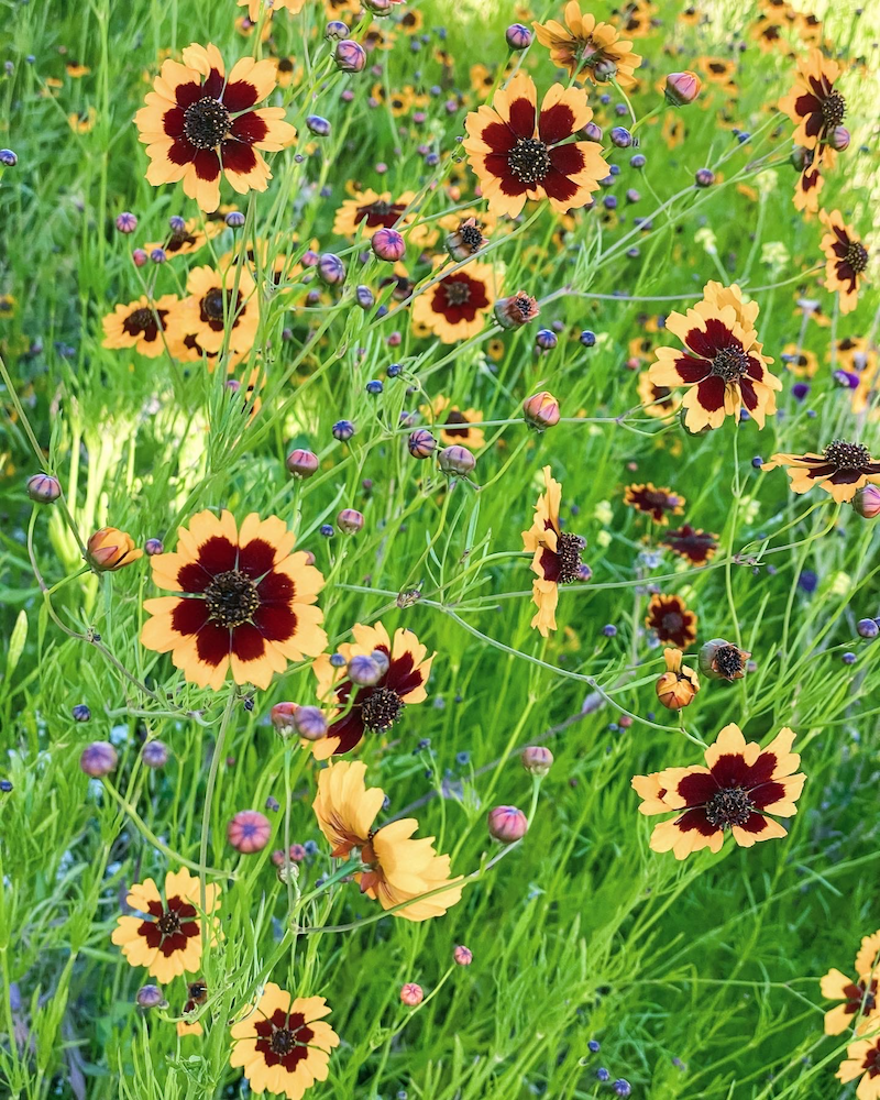 U-Pick Blueberries at Temecula Berry Company - Rockin Mama™